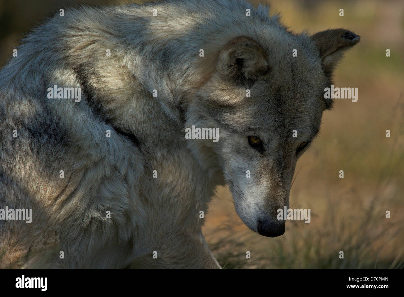 Gray Wolf West Yellowstone – Vidéos de Gray Wolf West Yellowstone – EICQN