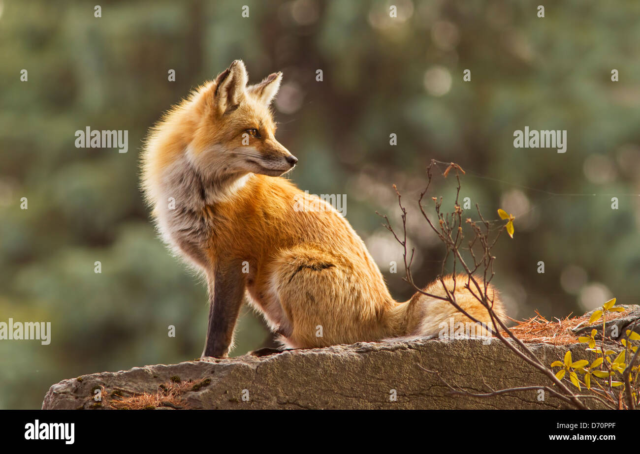 Red fox jumping hi-res stock photography and images - Alamy