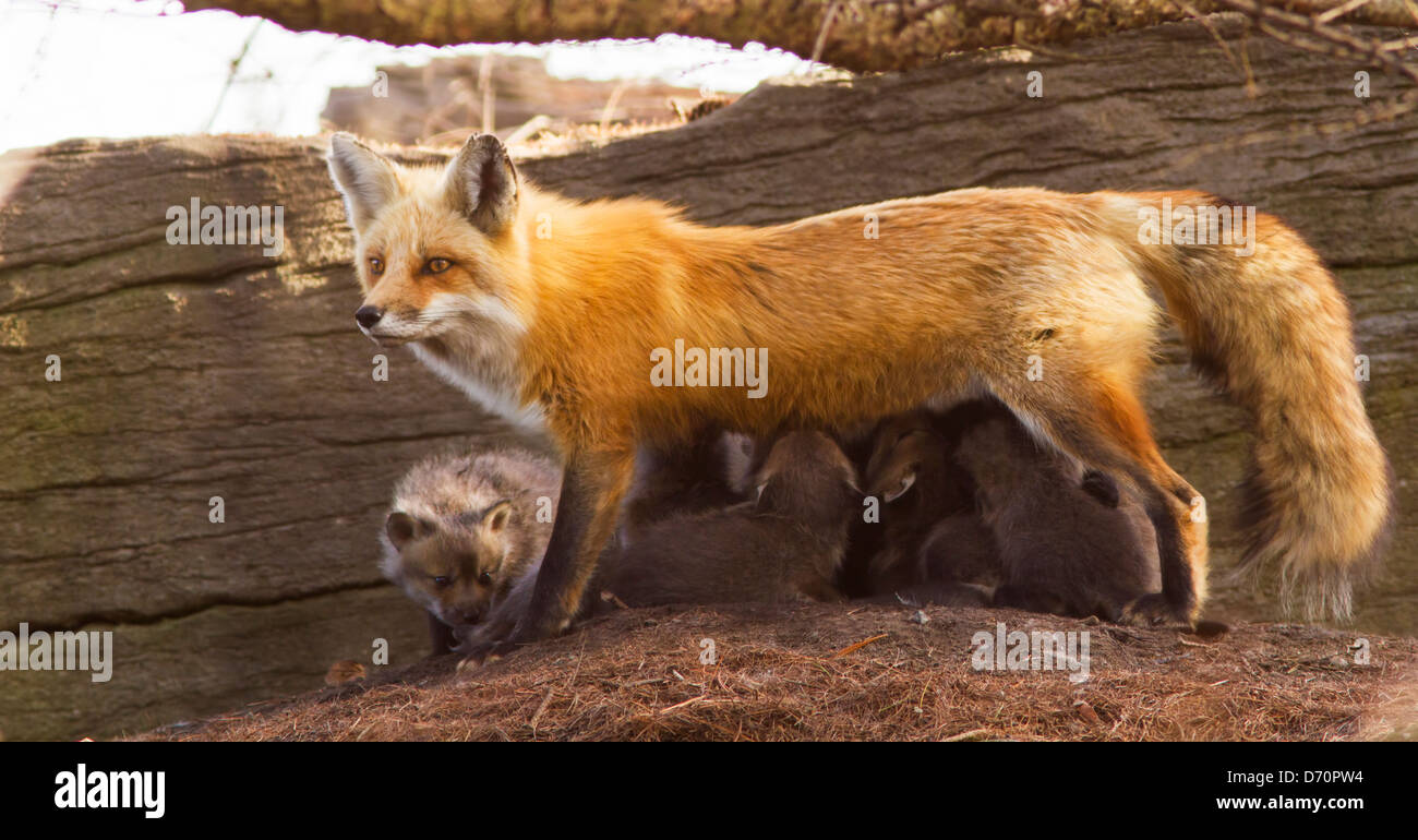 Female red fox with eight pups in early spring Stock Photo - Alamy
