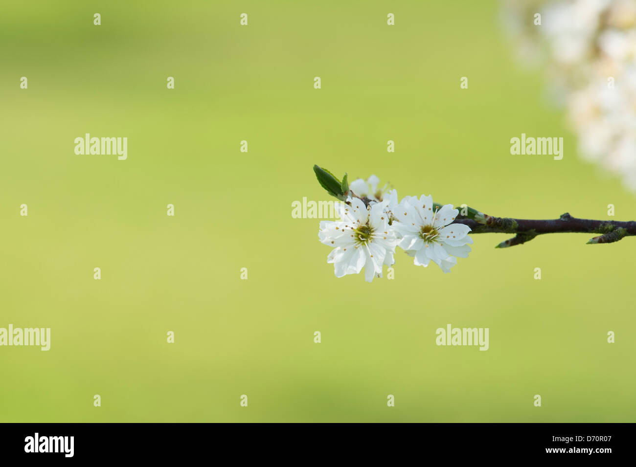 Prunus Spinosa Plena. Double flowered Blackthorn / Sloe tree blossom ...