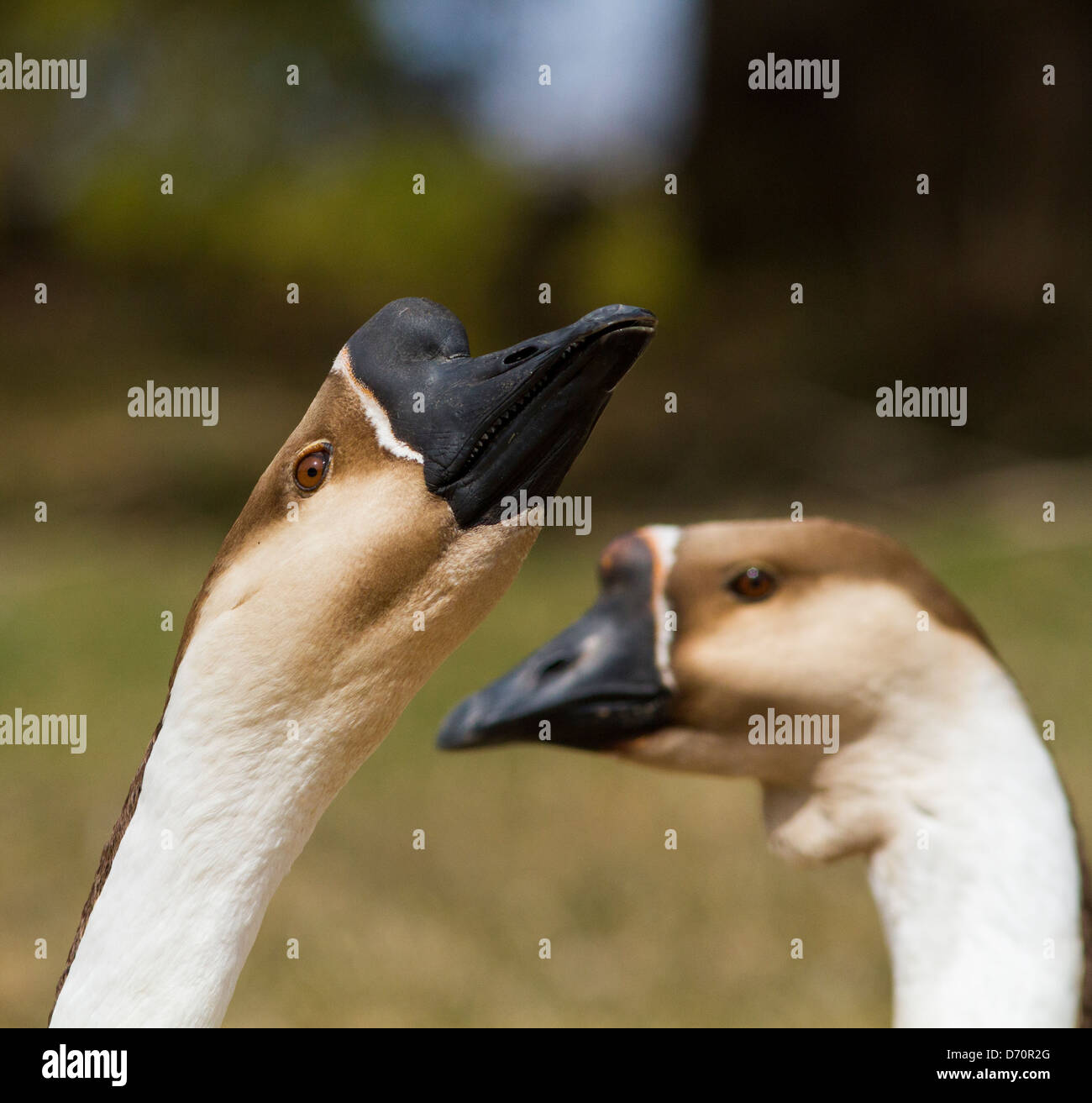 Gray goose pair hi-res stock photography and images - Alamy