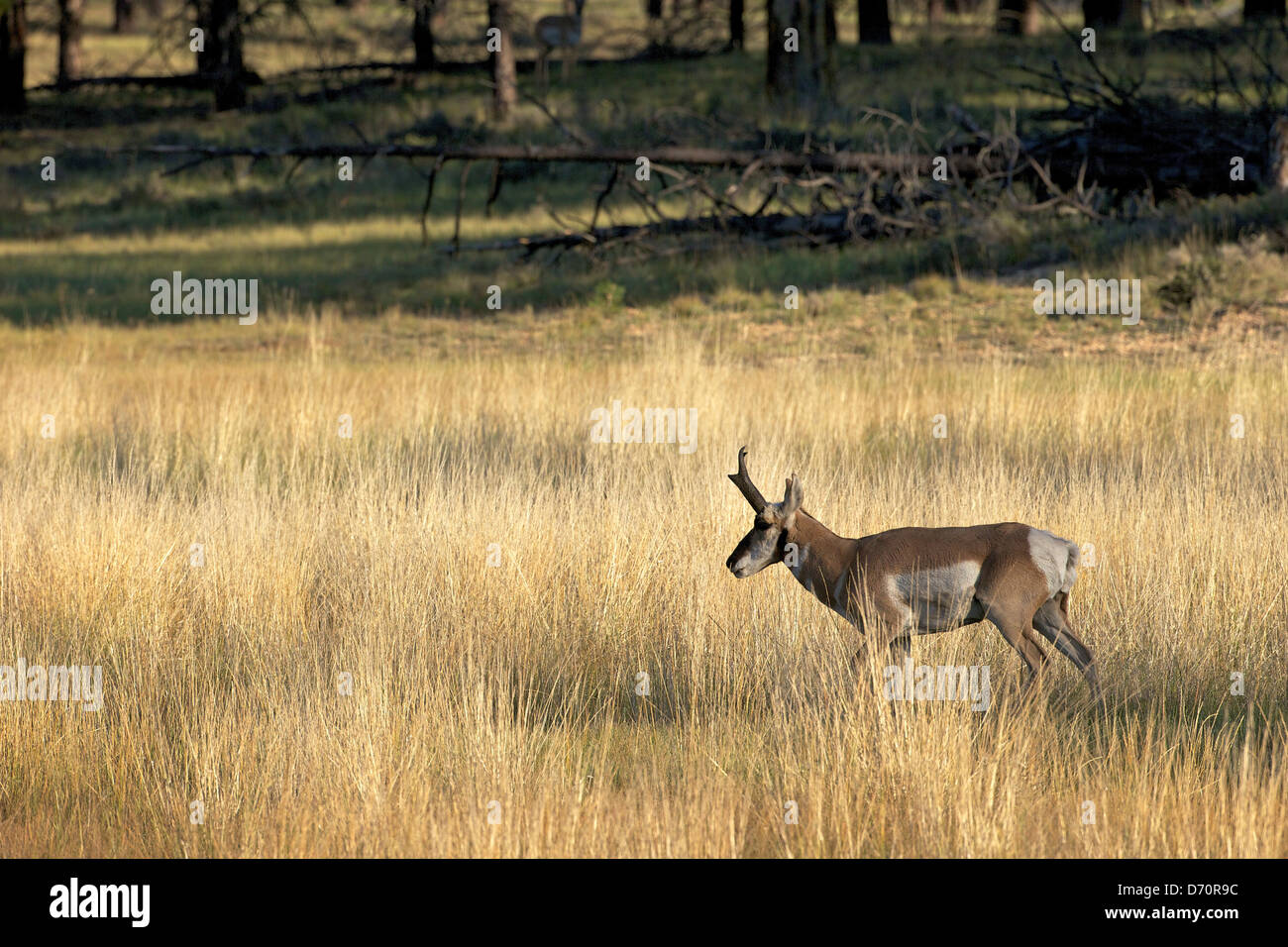 USA, Utah, Bryce Canyon National Park, Pronghorn (Antilocapra americana ...