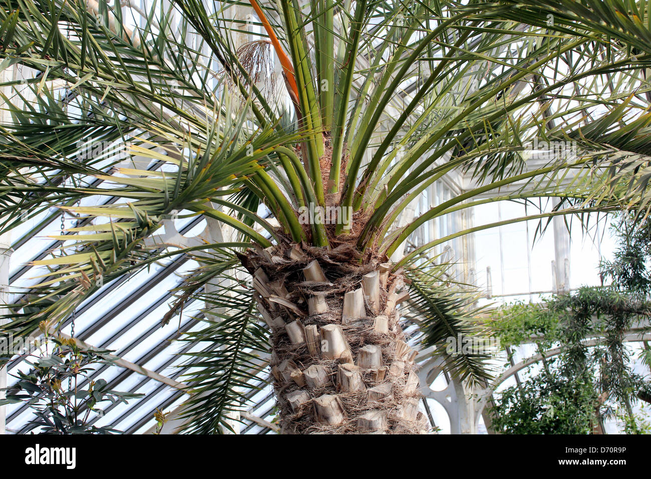 Date palm tree hi-res stock photography and images - Alamy