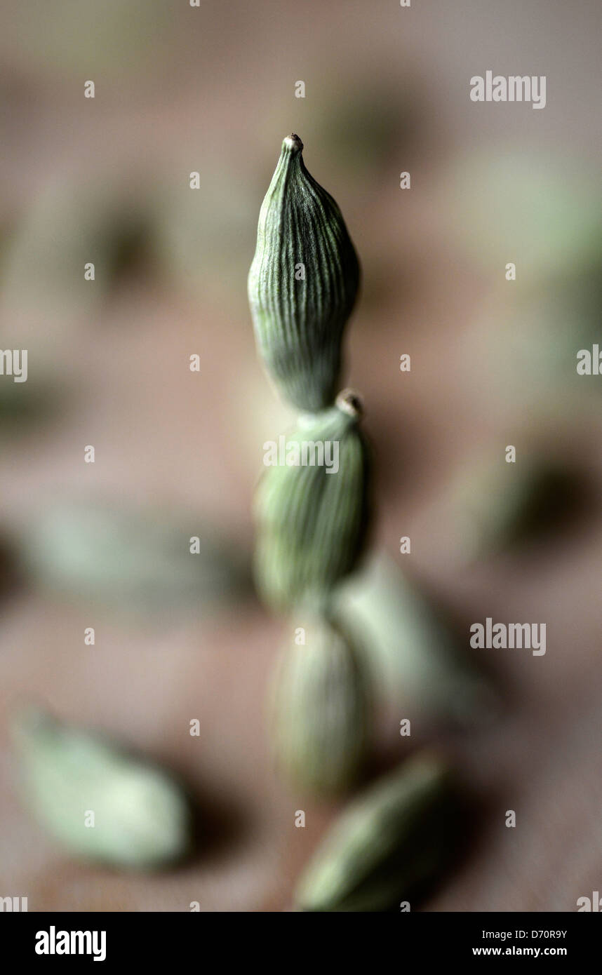 Dried cardamom pods hi-res stock photography and images - Alamy