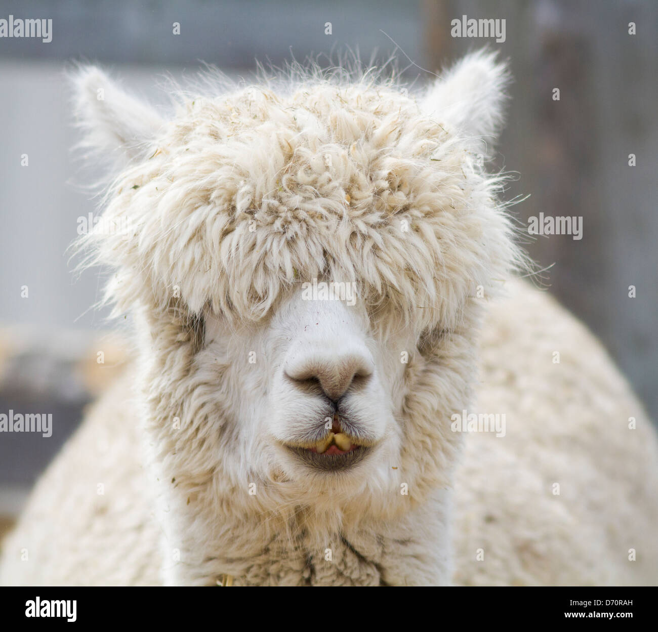 A curious white alpaca in winter Stock Photo - Alamy