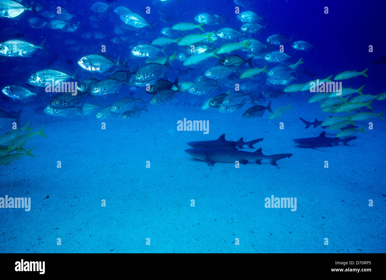 Scuba Diving,Cocos Island July-1998 Digital underwater Slides ...
