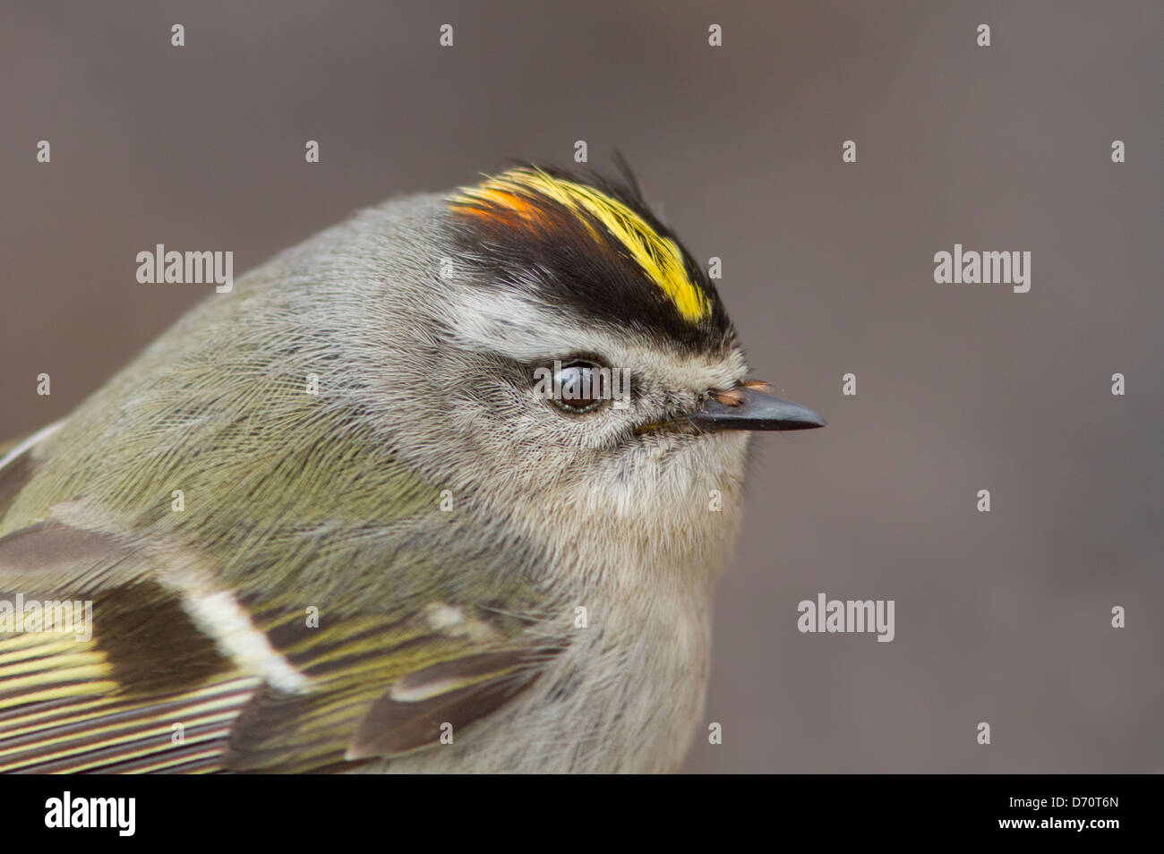 Detailed portrait of Golden-crowned Kinglet (Regulus satrapa) male in ...