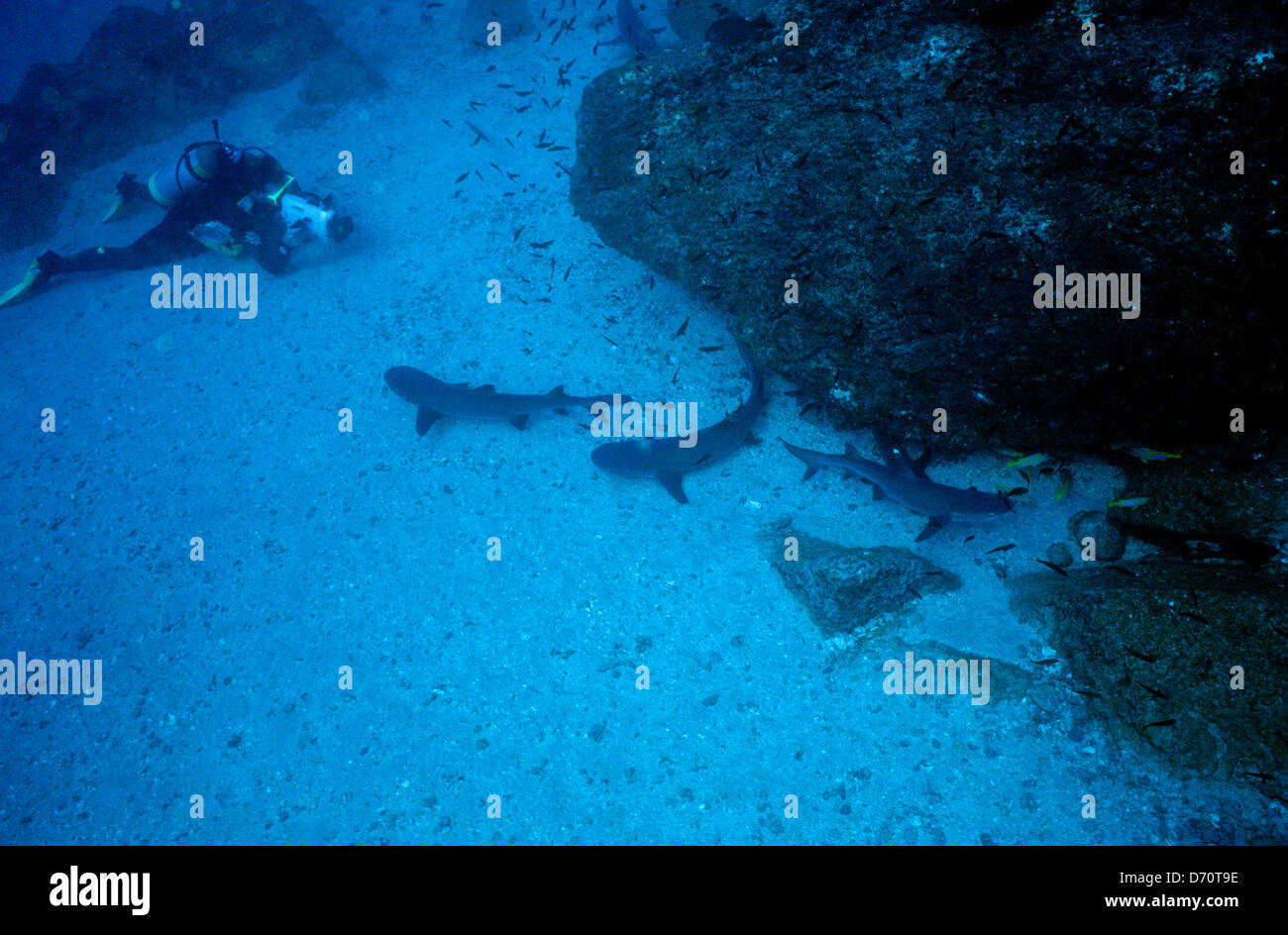 Scuba Diving,Cocos Island July-1998 Digital underwater Slides ...