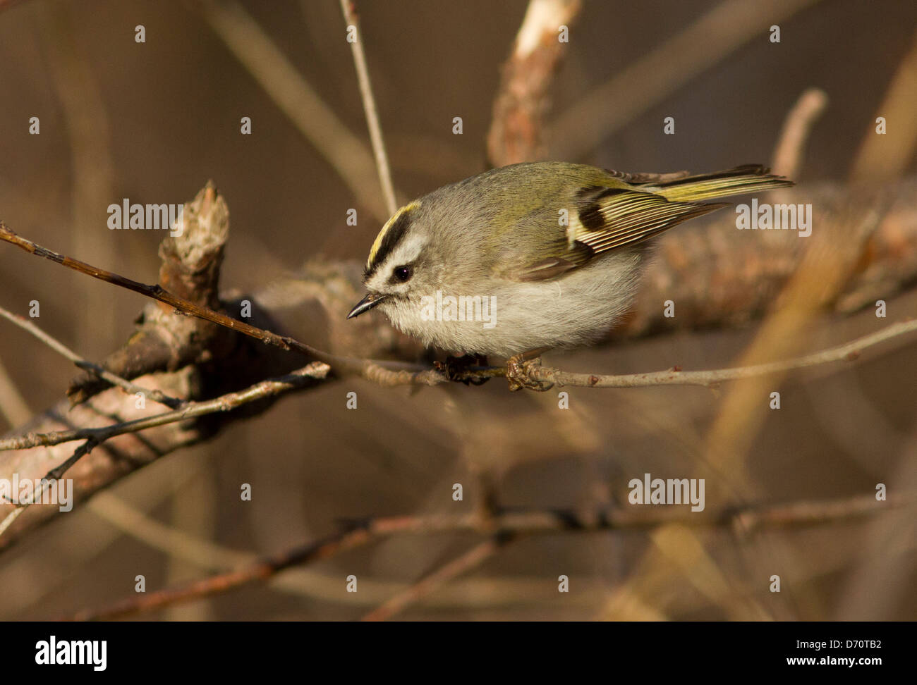 Golden-crowned Kinglet (Regulus satrapa) in spring Stock Photo - Alamy