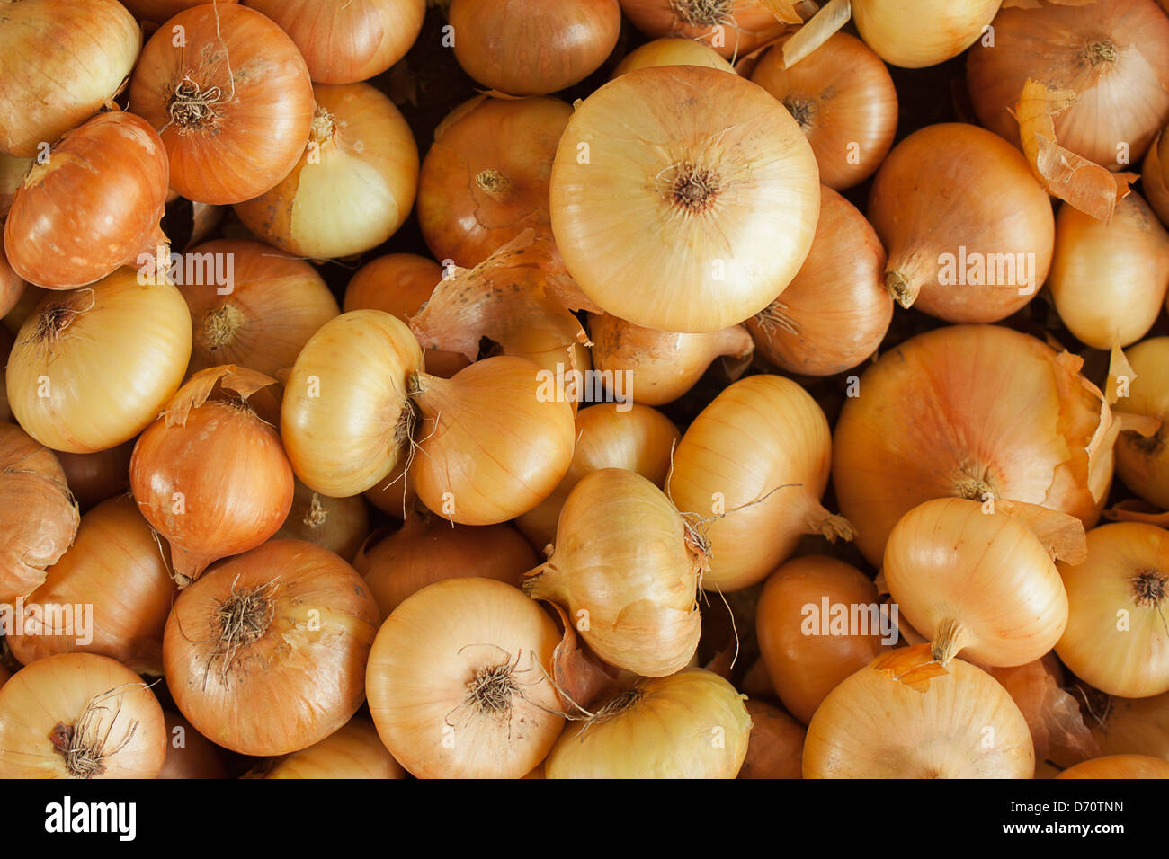 onion background close-up studio shot Stock Photo - Alamy