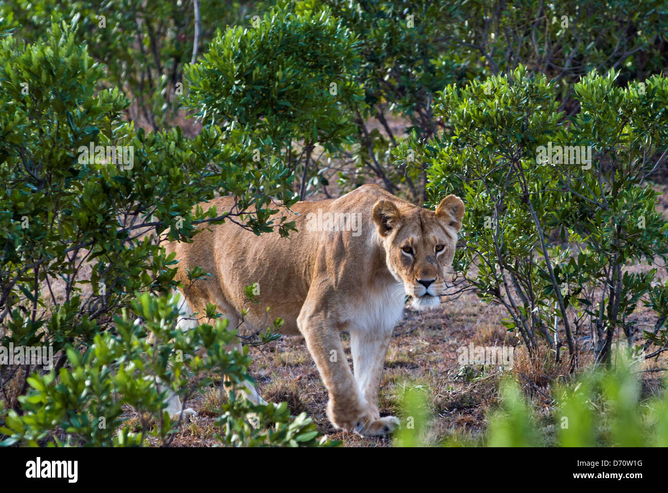 Kenya, Masai Mara National Reserve, Female lion (Panthera leo) in bush ...