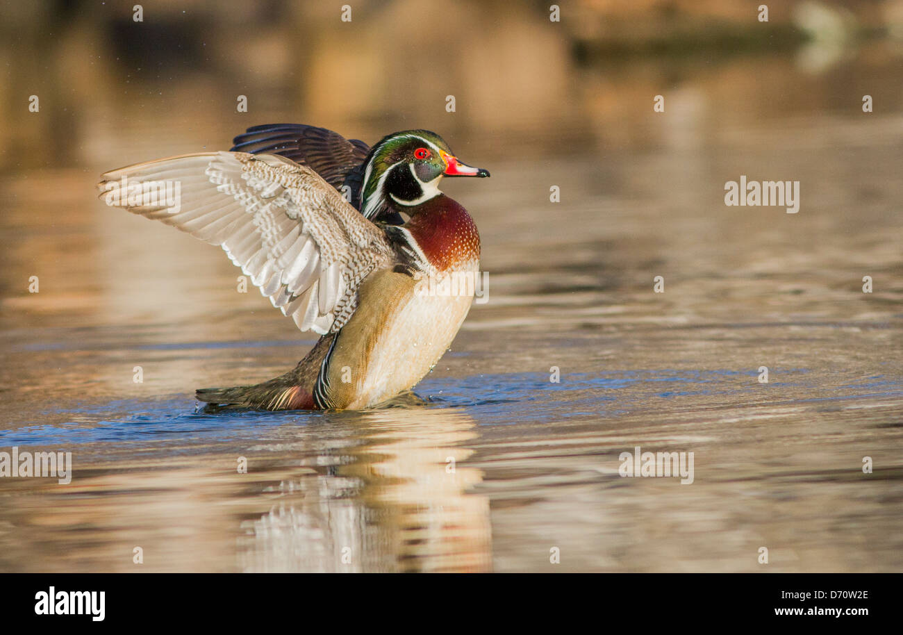 Wings of the morning hi-res stock photography and images - Alamy