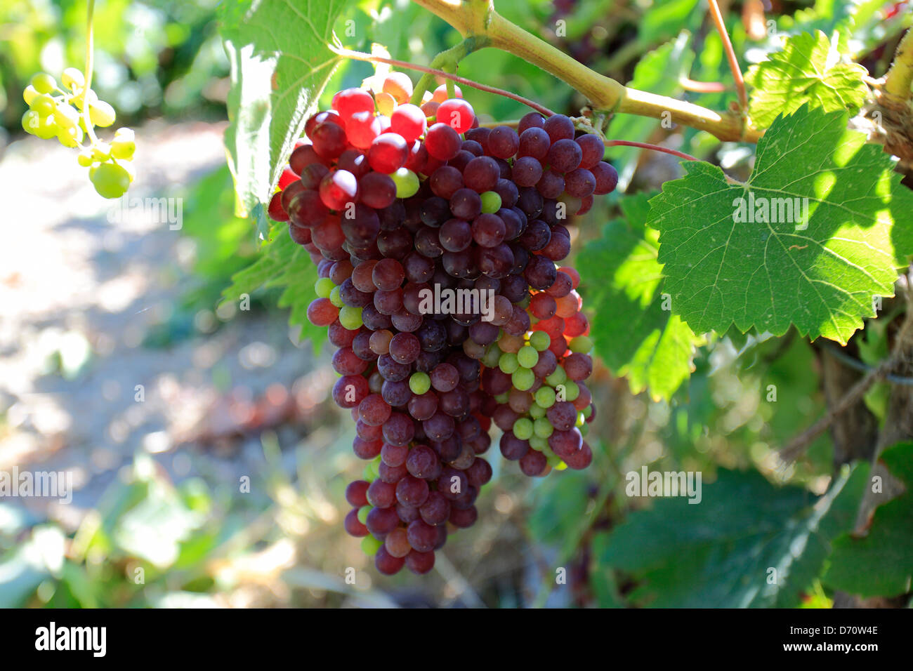 Green and Red grapes growing over a terrace, Kefalonia Island, Greece ...