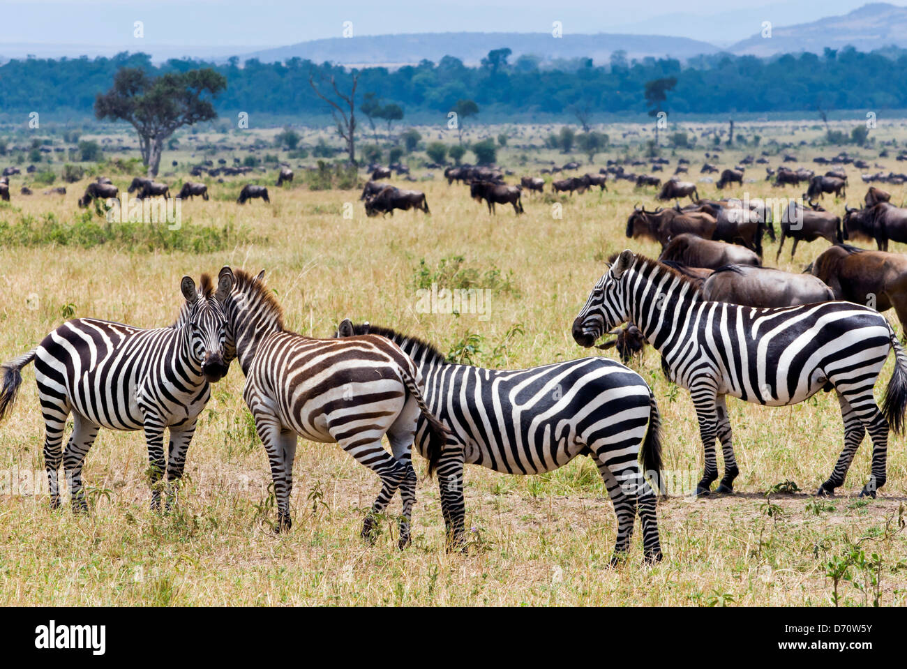 Kenya, Masai Mara National Reserve, Common zebra (Burchell's zebra) (Equus burchelli Stock Photo ...
