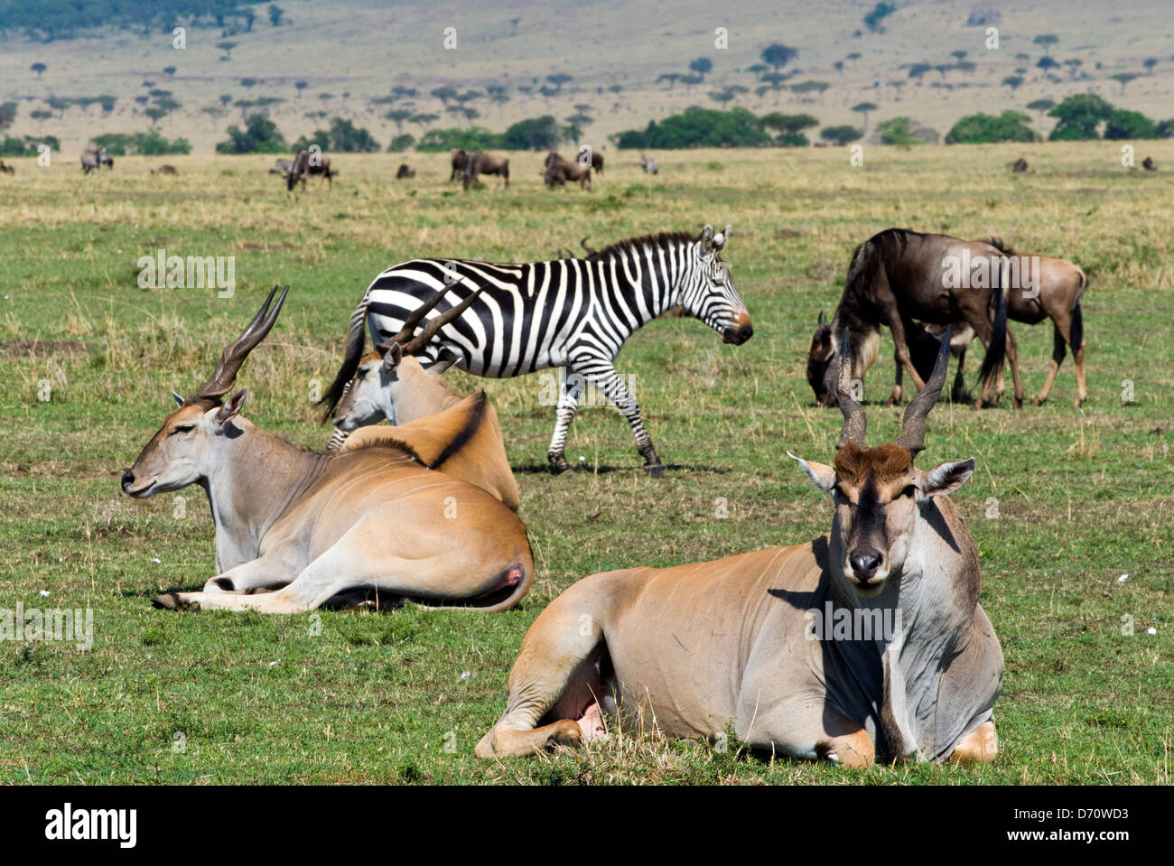 Two elands hi-res stock photography and images - Alamy