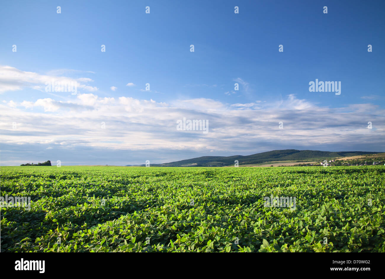 Soy plant field hi-res stock photography and images - Alamy