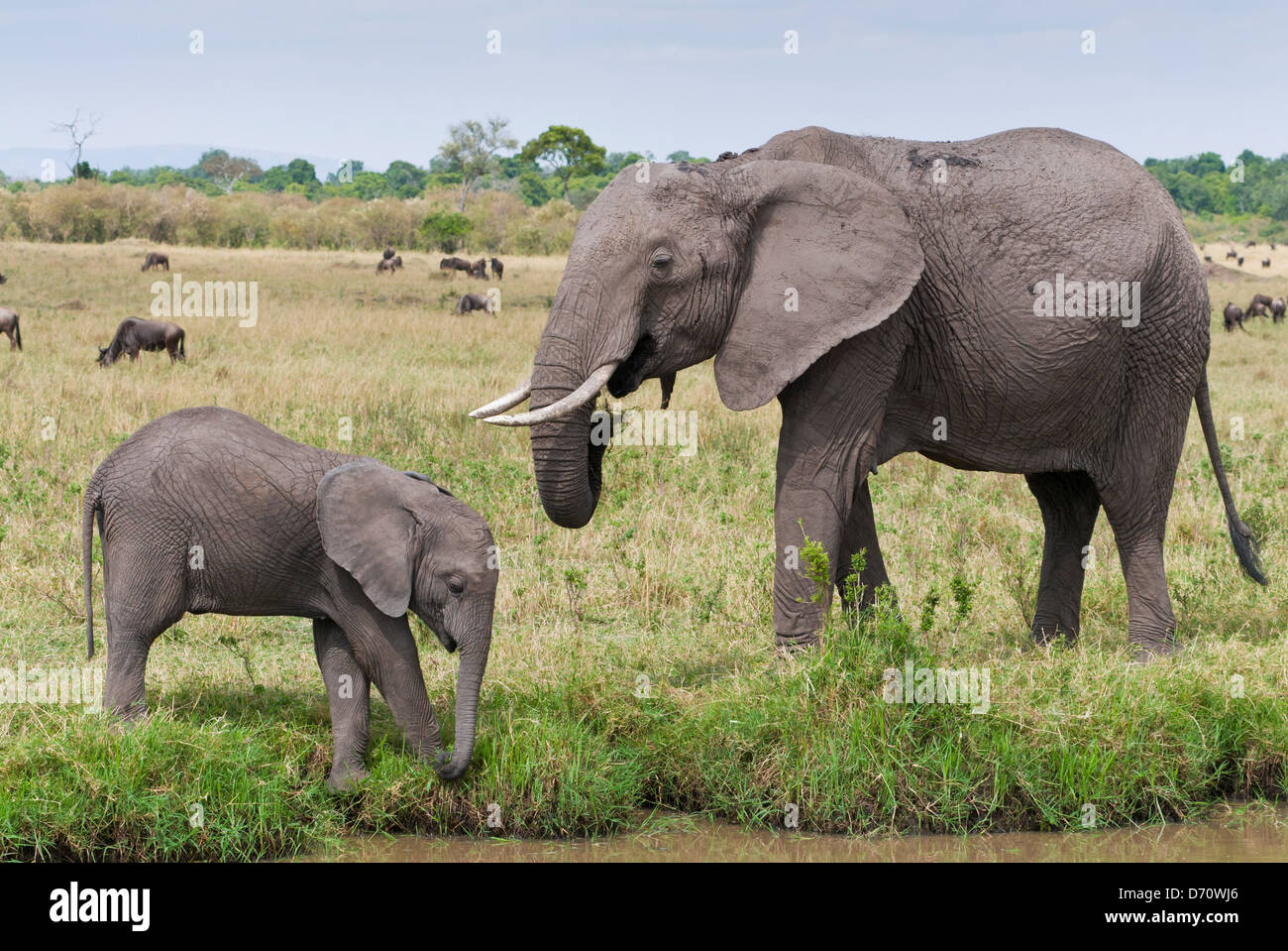 Kenya, Masai Mara National Reserve, Side view of African elephant ...