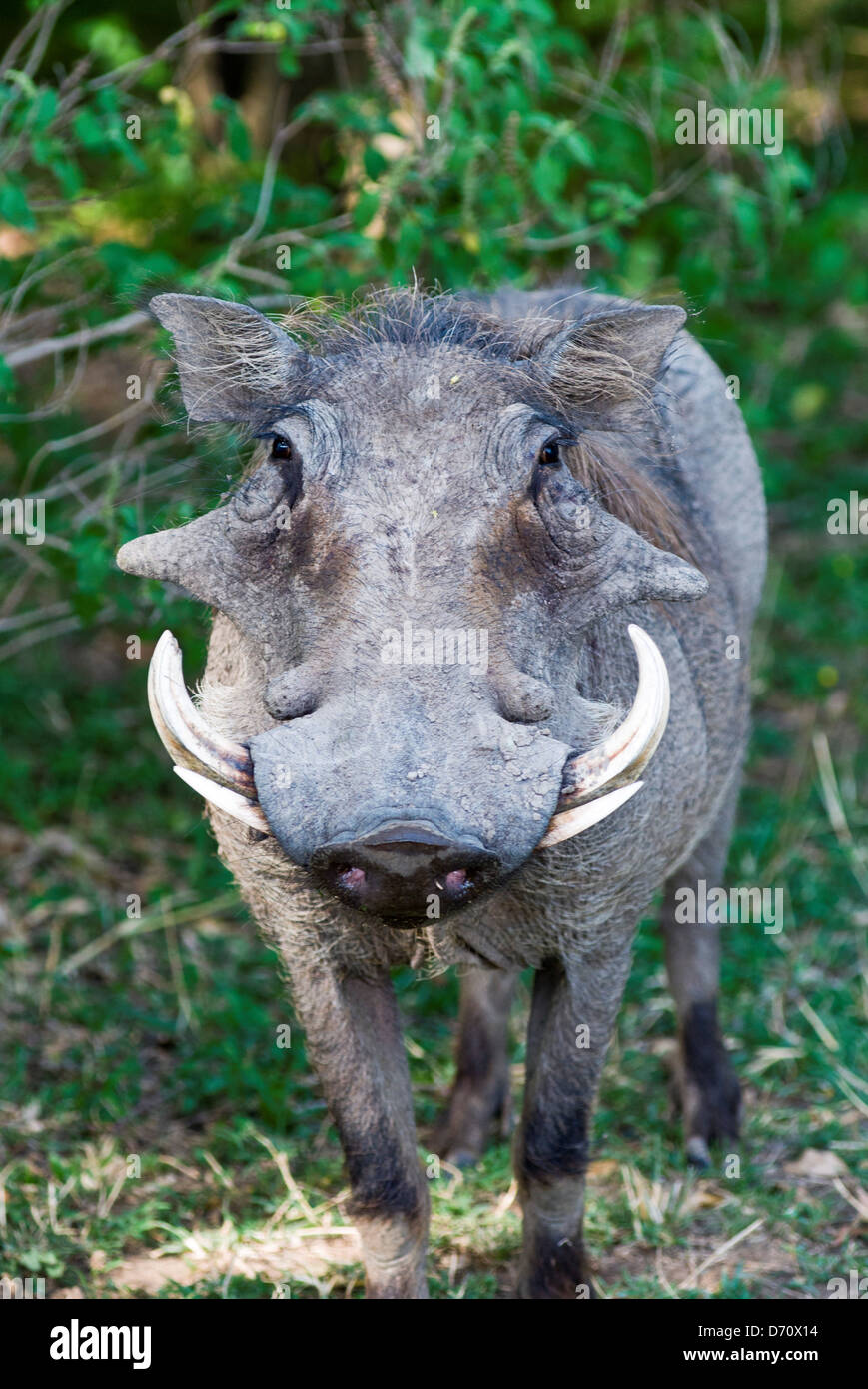 Kenya, Masai Mara National Reserve, Front view of Warthog (Phacochoerus aethiopicus Stock Photo ...