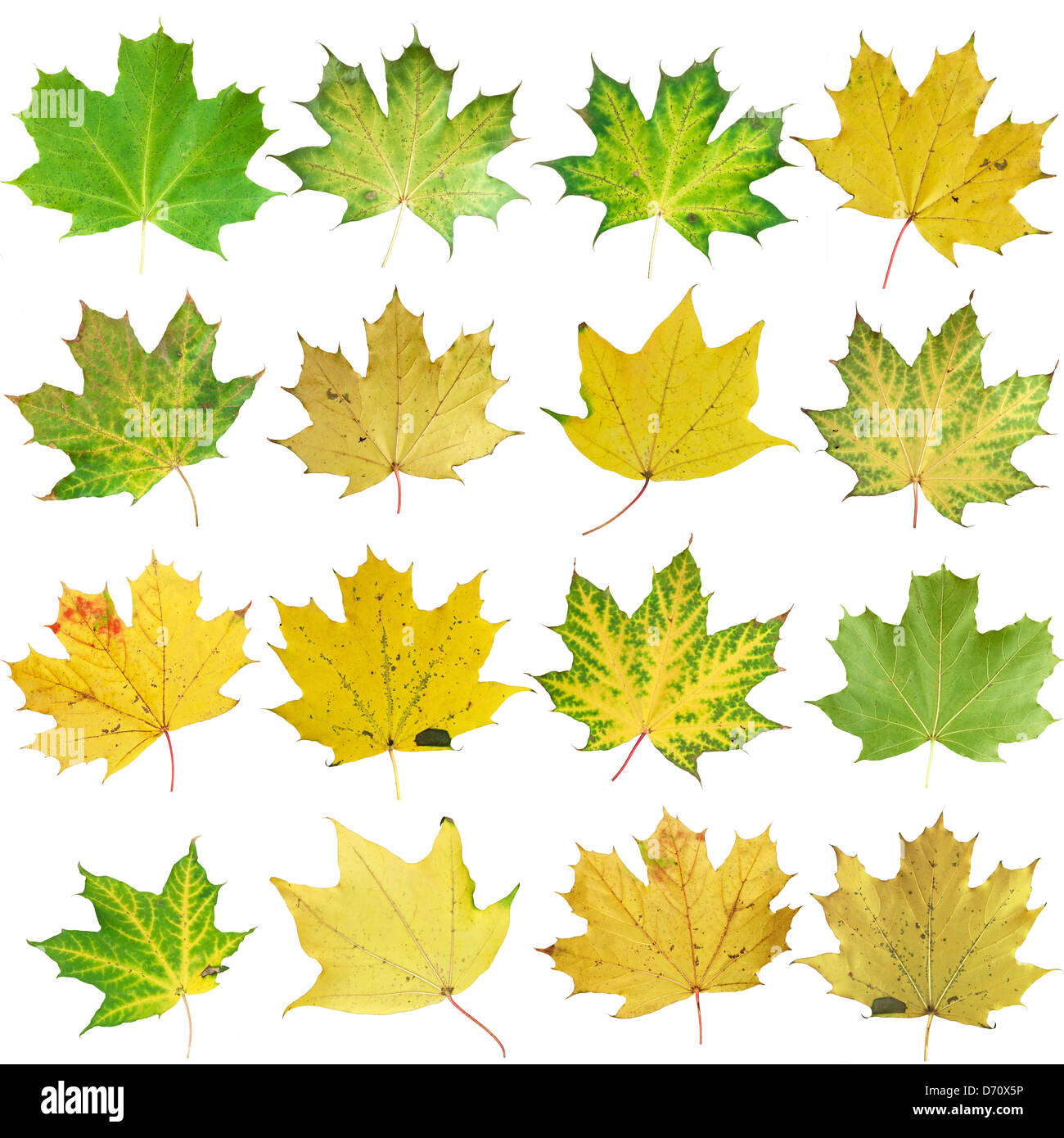 Autumn leaves isolated on white Stock Photo - Alamy