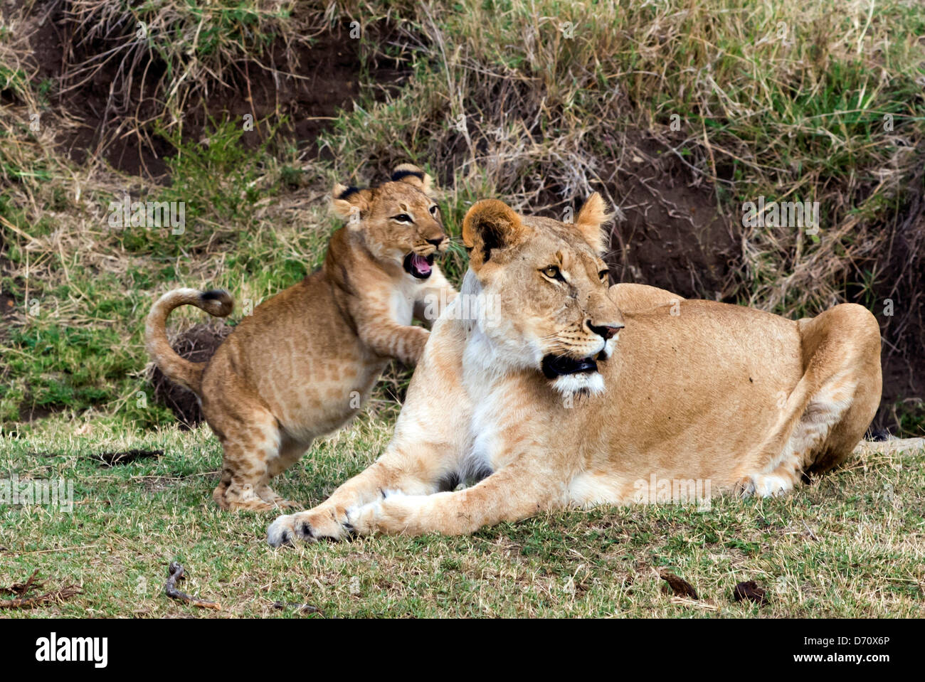 Kenya, Masai Mara National Reserve, Lion cub playing with lioness (Panthera leo Stock Photo - Alamy