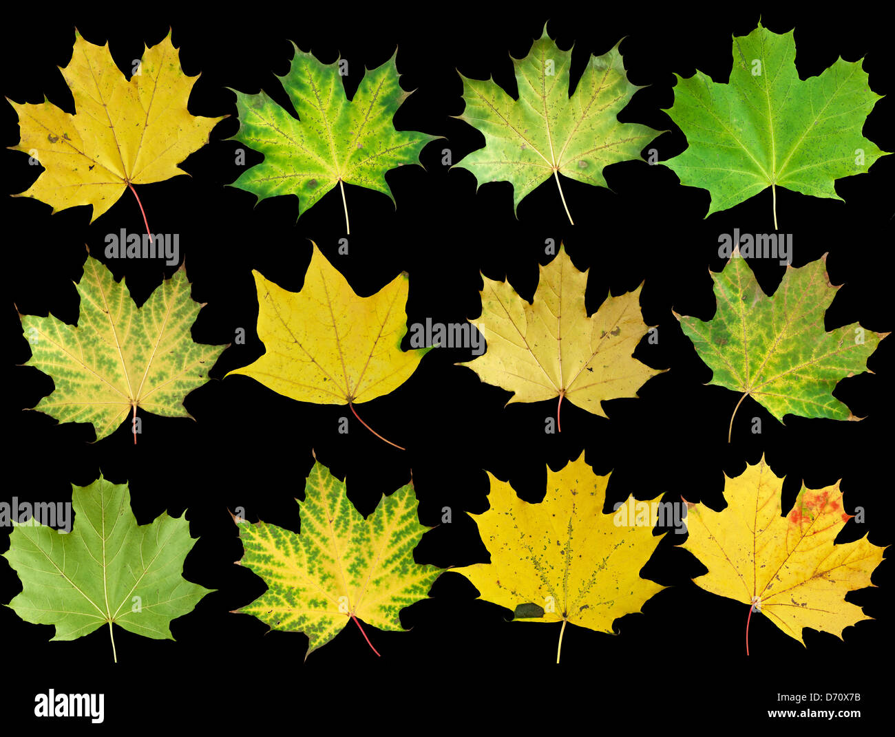 Autumn leaves isolated on black Stock Photo - Alamy