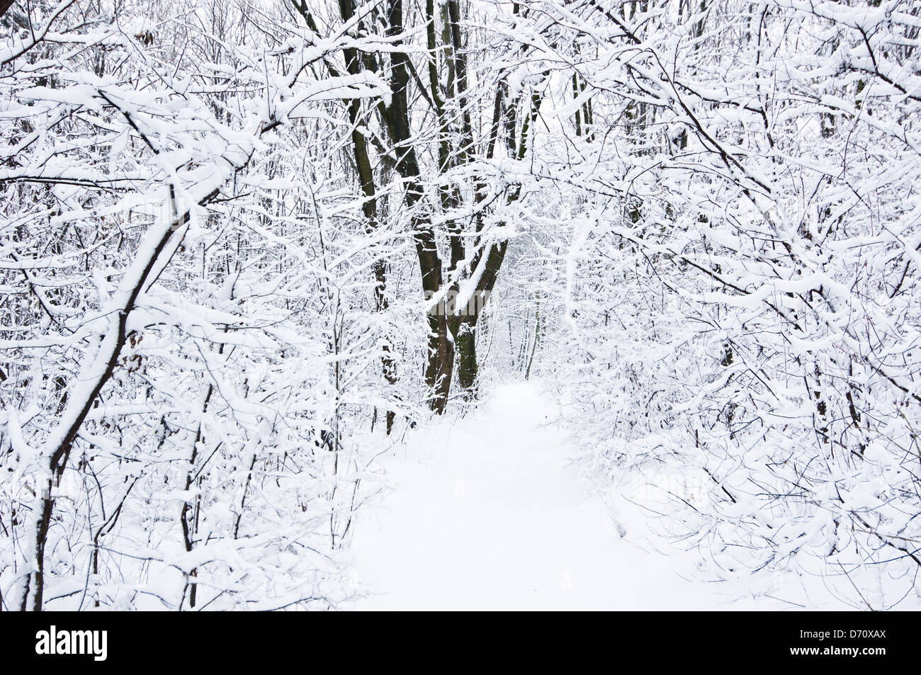 Forest path in winter Stock Photo - Alamy