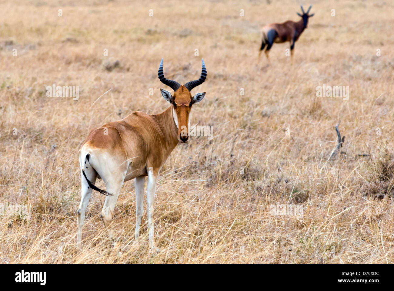 Kenya, Masai Mara National Reserve, Kongoni or Hartebeest (Alcelaphus ...