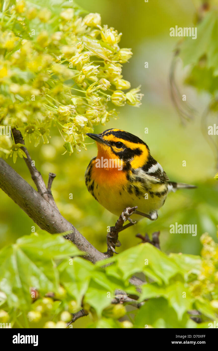 Blackburnian Warbler perching in Maple Tree Blossoms - vertical bird ...