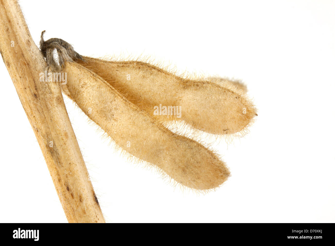 White pods hi-res stock photography and images - Alamy