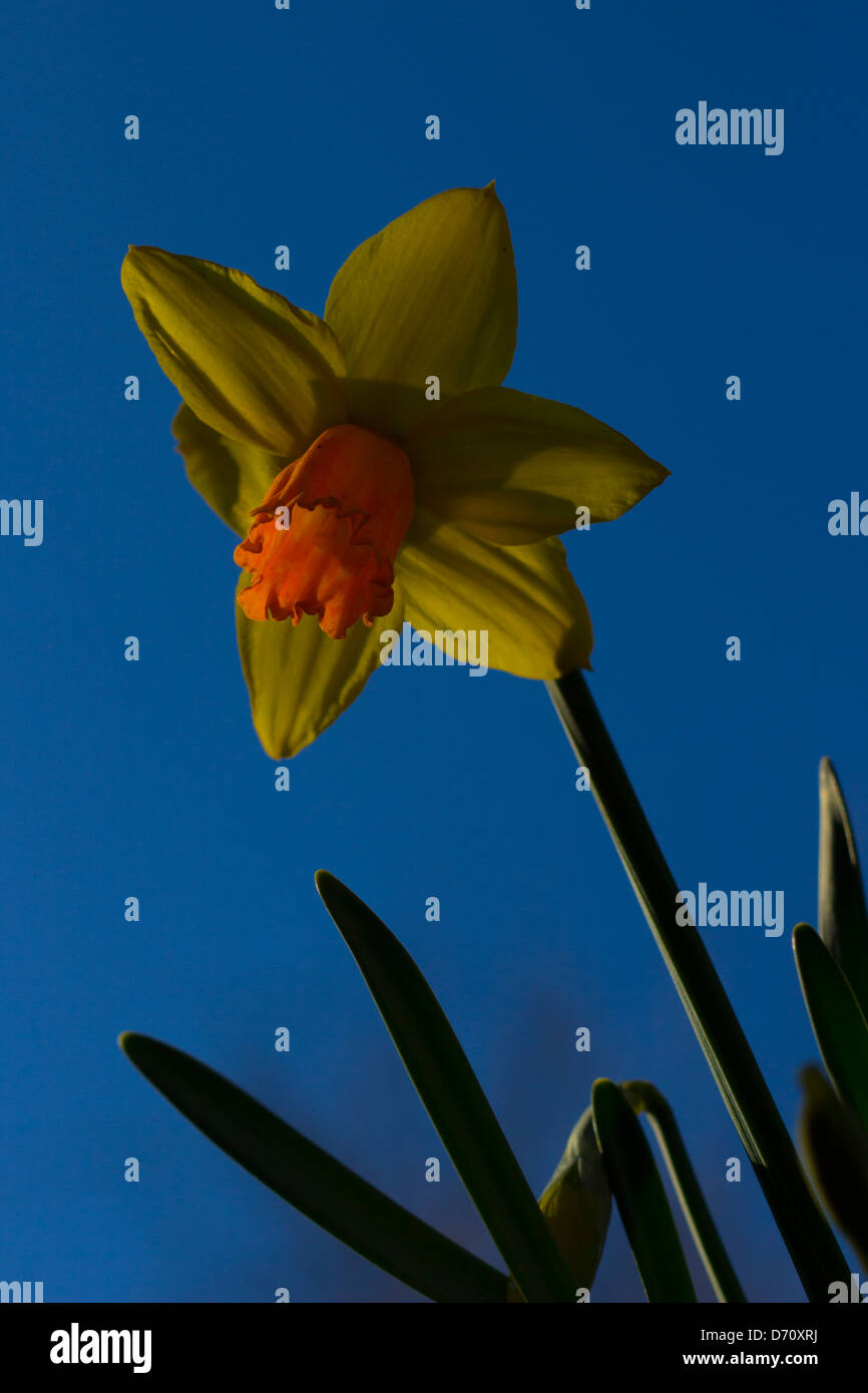 Welsh daffodil hi-res stock photography and images - Alamy