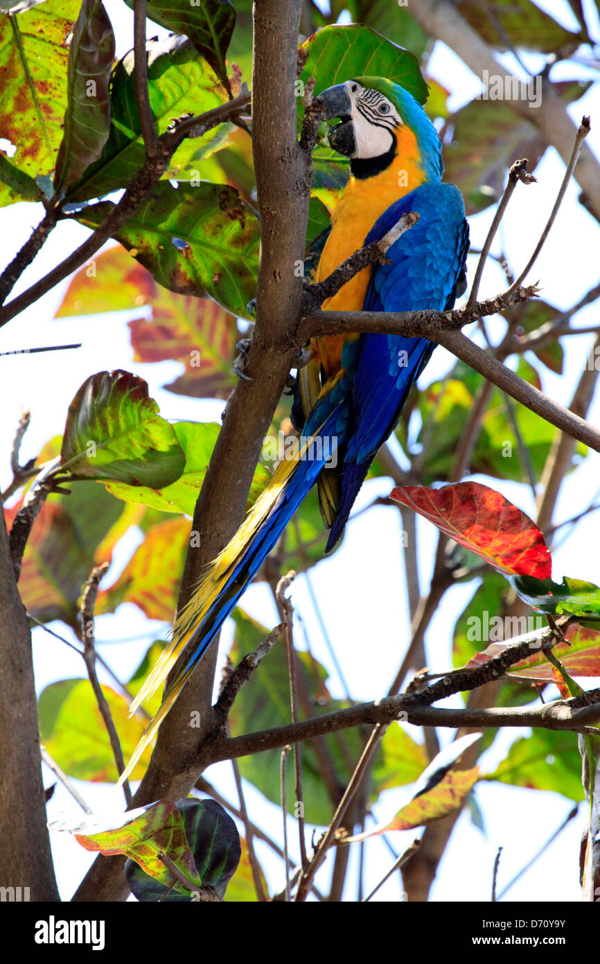 Brazil, Campo Grande, Mato Grosso do Sul, Blue-and-Yellow Macaw (Ara ararauna) searching for ...