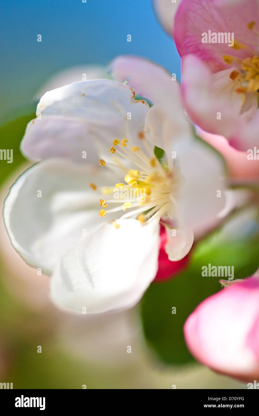 Spring apple blossom Stock Photo - Alamy