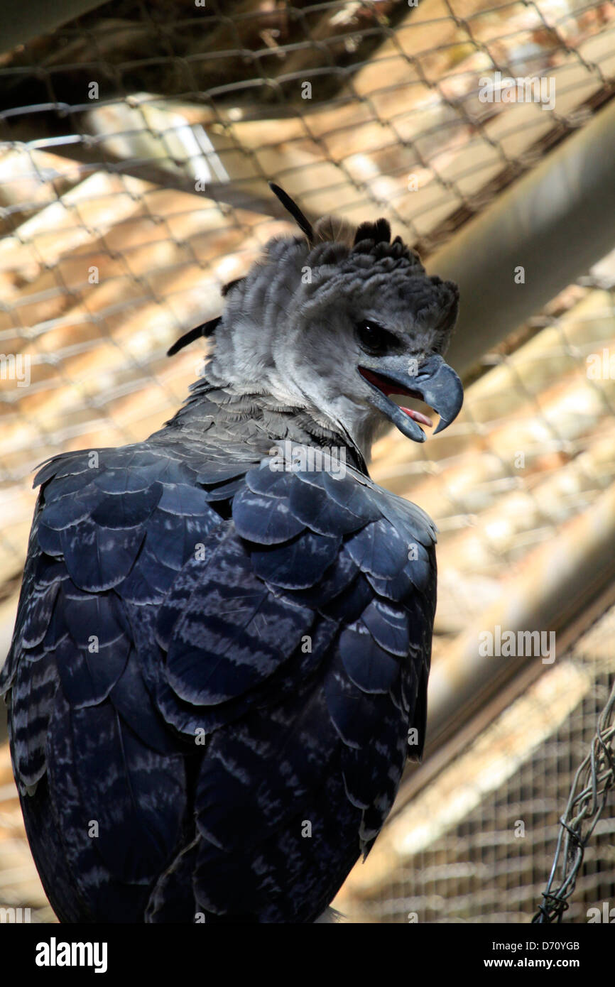 Brazil, Rio Branco, Parque Ambiental Chico Mendes, Harpy Eagle (Harpia ...
