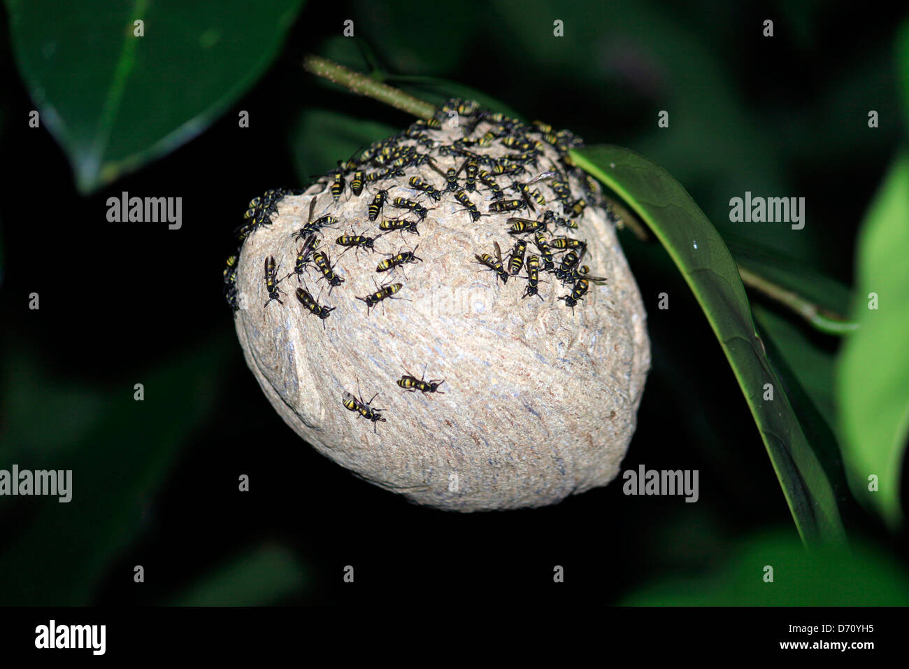 Brazil, Amazonas State, Bees or wasps on their nest Stock Photo - Alamy