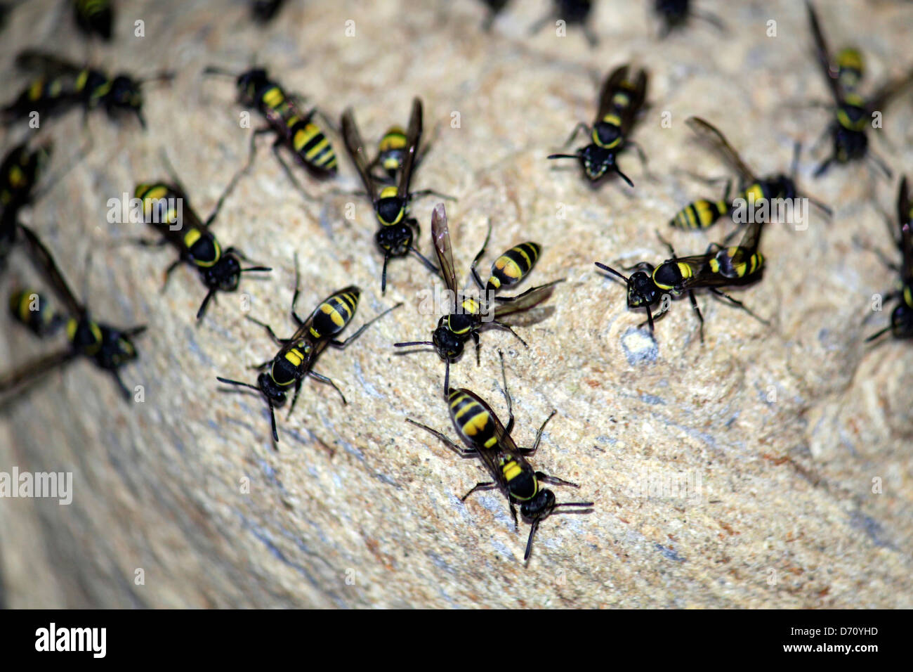 Brazil, Amazonas State, Bees or wasps on their nest Stock Photo - Alamy
