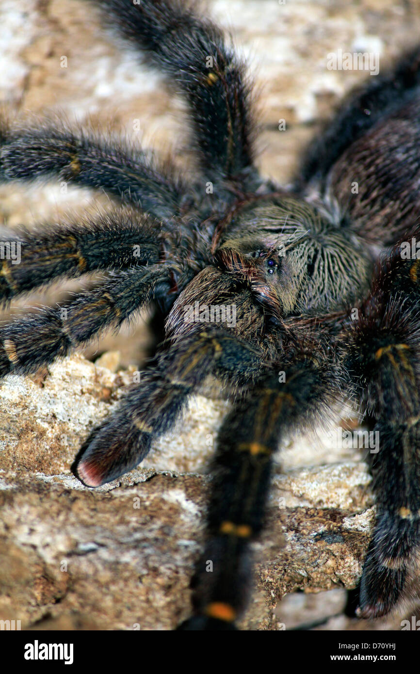 Brazil, Amazonas State, Tarantula in Amazon rainforest Stock Photo - Alamy