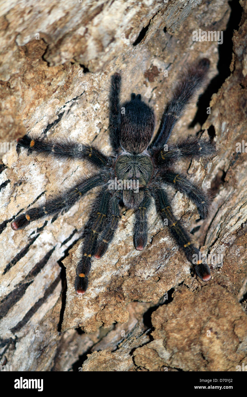 Brazil, Amazonas State, Tarantula in Amazon rainforest Stock Photo - Alamy