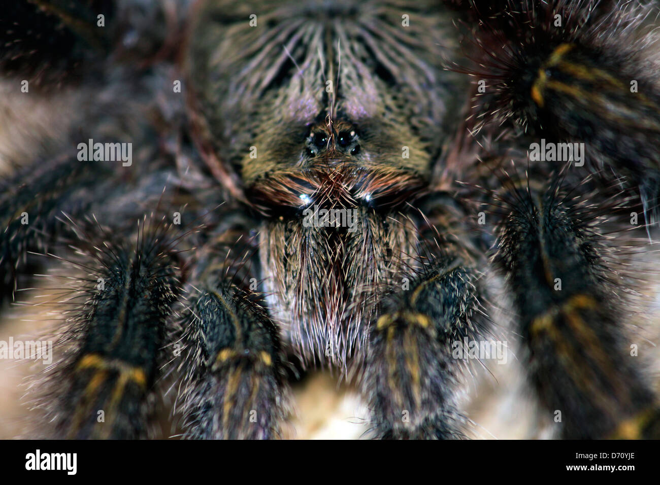 Brazil, Amazonas State, Close-up of tarantula in Amazon rainforest ...