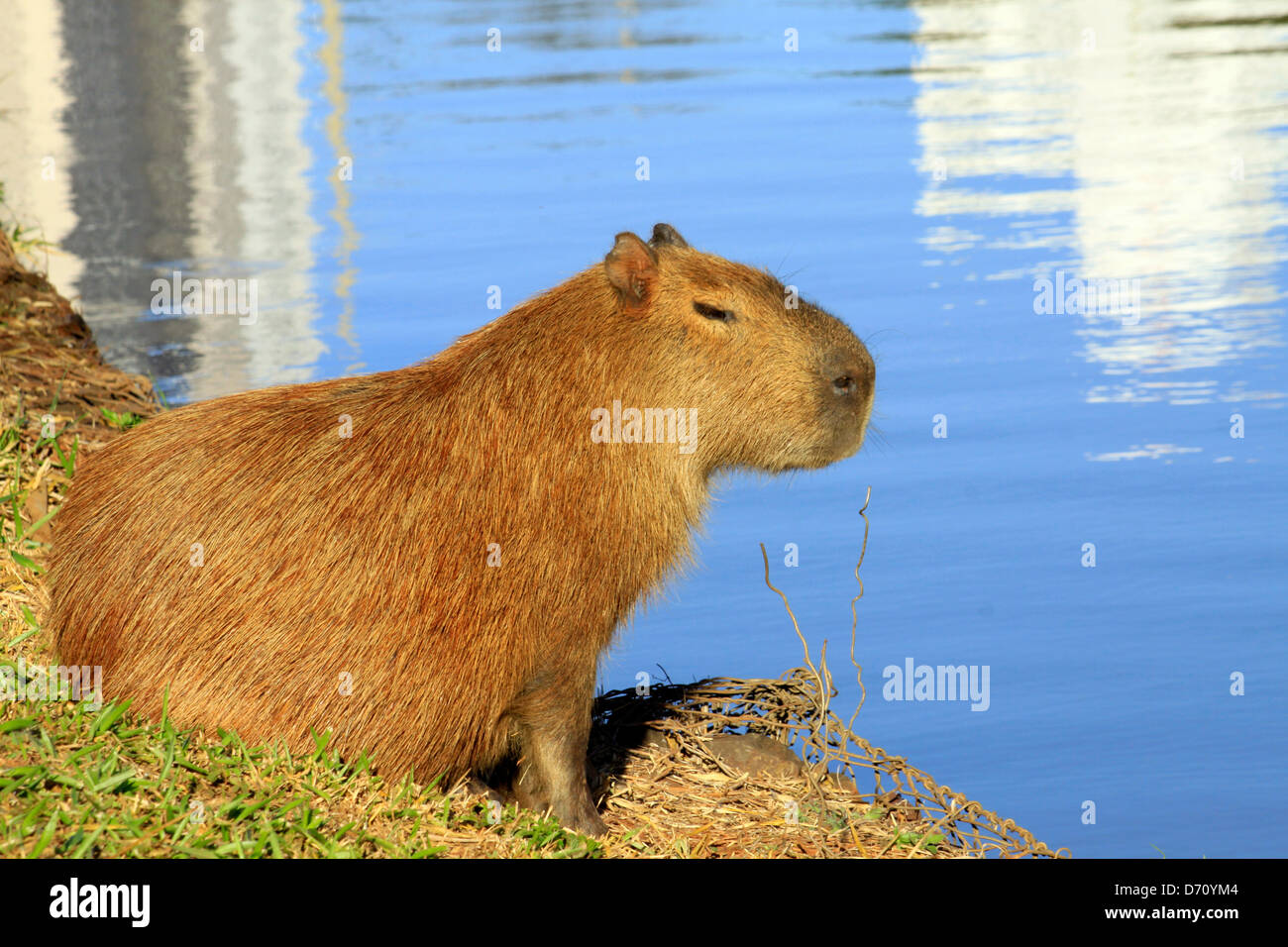Brazil Campo Grande Parque das Nacoes Indigenas Capybara (Hydrochoerus ...
