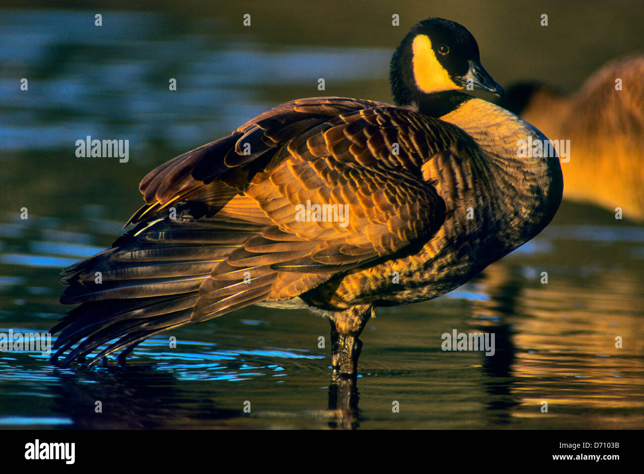 Canada, Vancouver Island, Canada Goose Stock Photo - Alamy