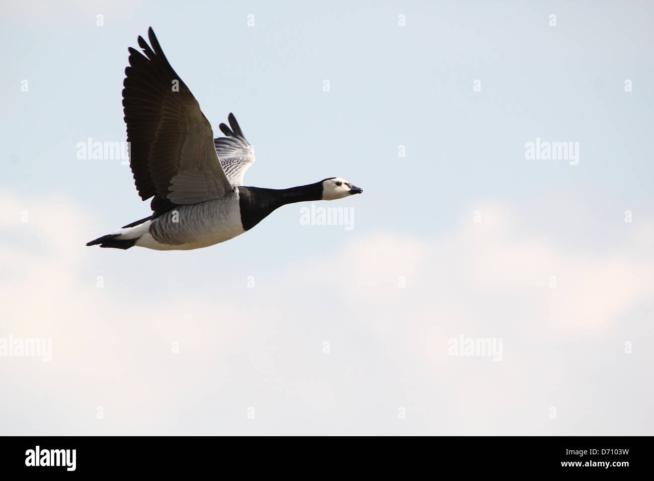 Barnacle Goose (Branta leucopsis) in flight Stock Photo - Alamy
