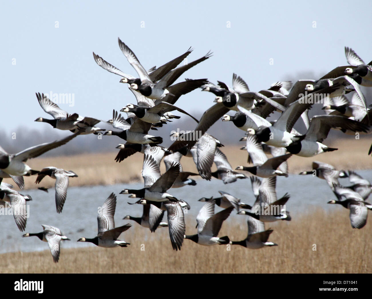 Large flock of Barnacle Geese (Branta leucopsis) in flight Stock Photo ...