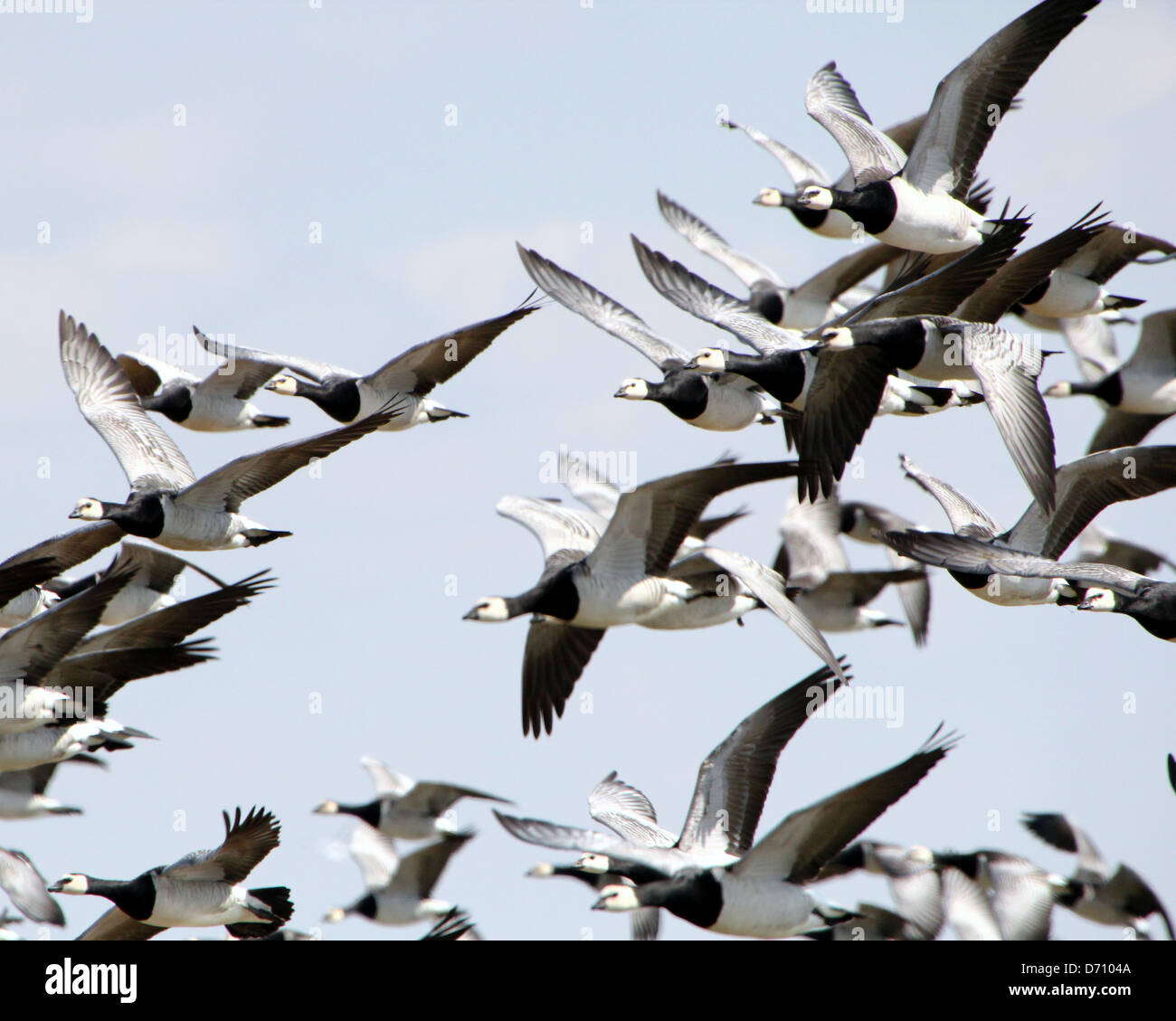 Large flock of Barnacle Geese (Branta leucopsis) in flight Stock Photo ...
