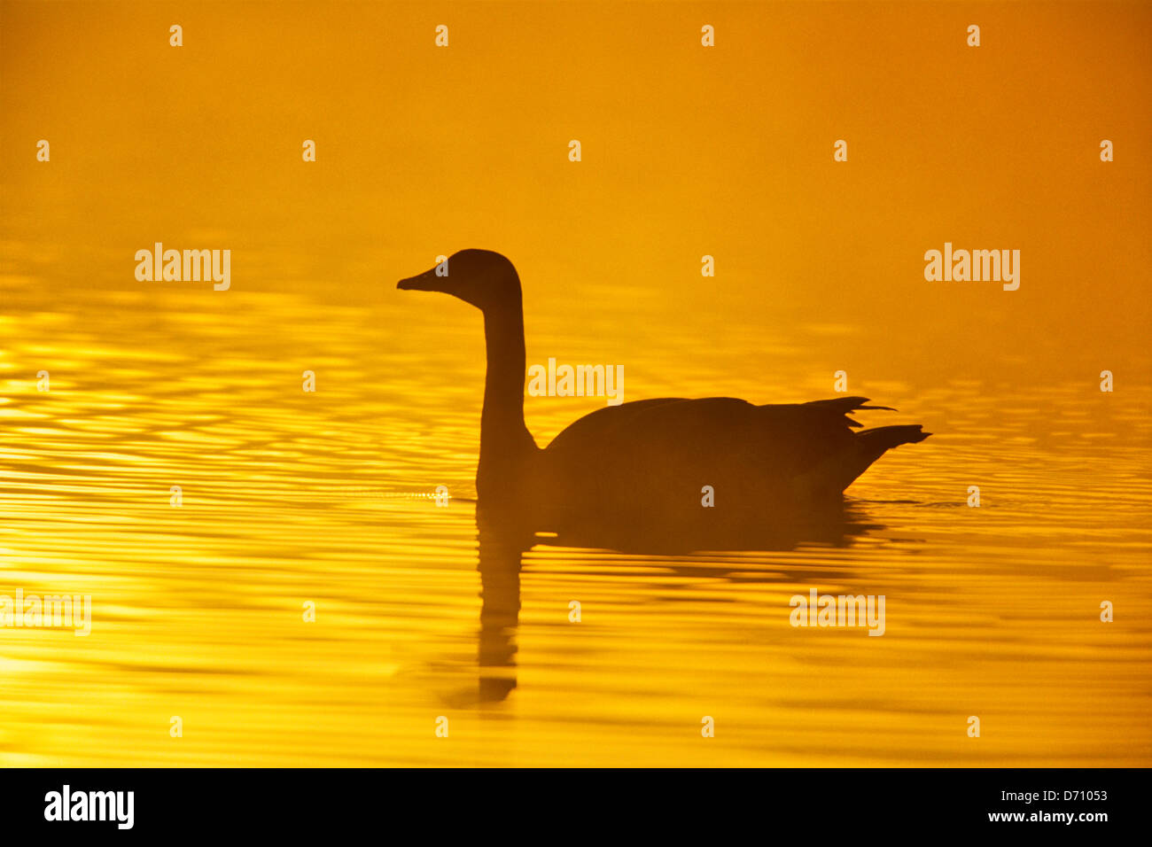 Canada, Vancouver Island, Canada Goose Stock Photo - Alamy
