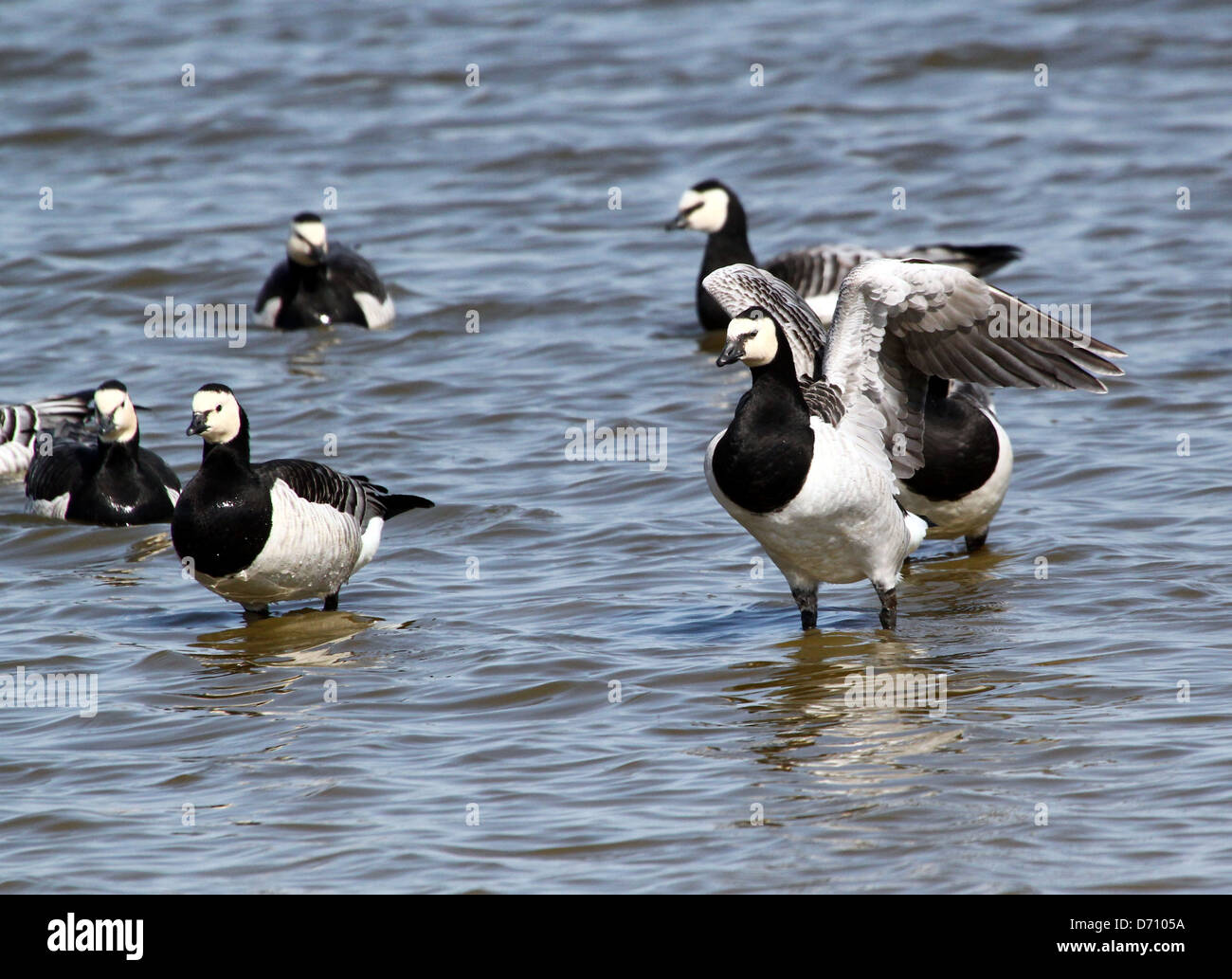 Barnacle Goose (Branta leucopsis) flapping wings Stock Photo - Alamy