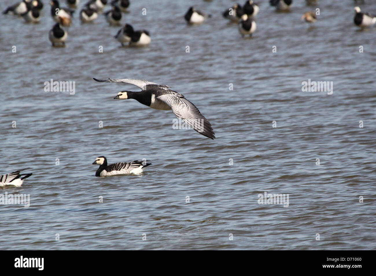 Barnacle Goose (Branta leucopsis) in flight Stock Photo - Alamy