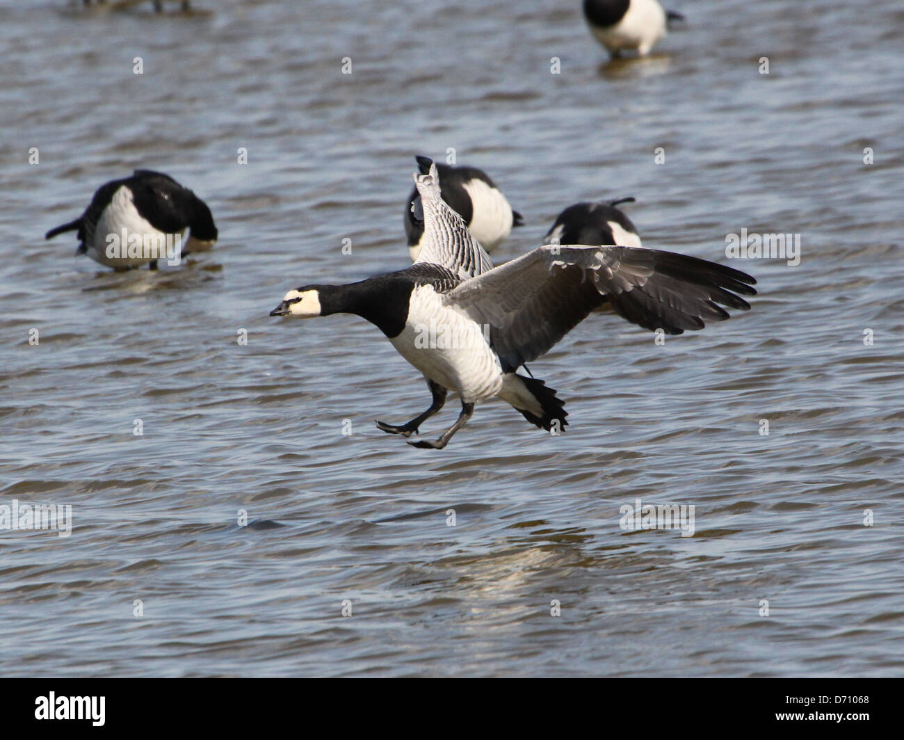 Barnacle Goose (Branta leucopsis) in flight and touching down in the ...