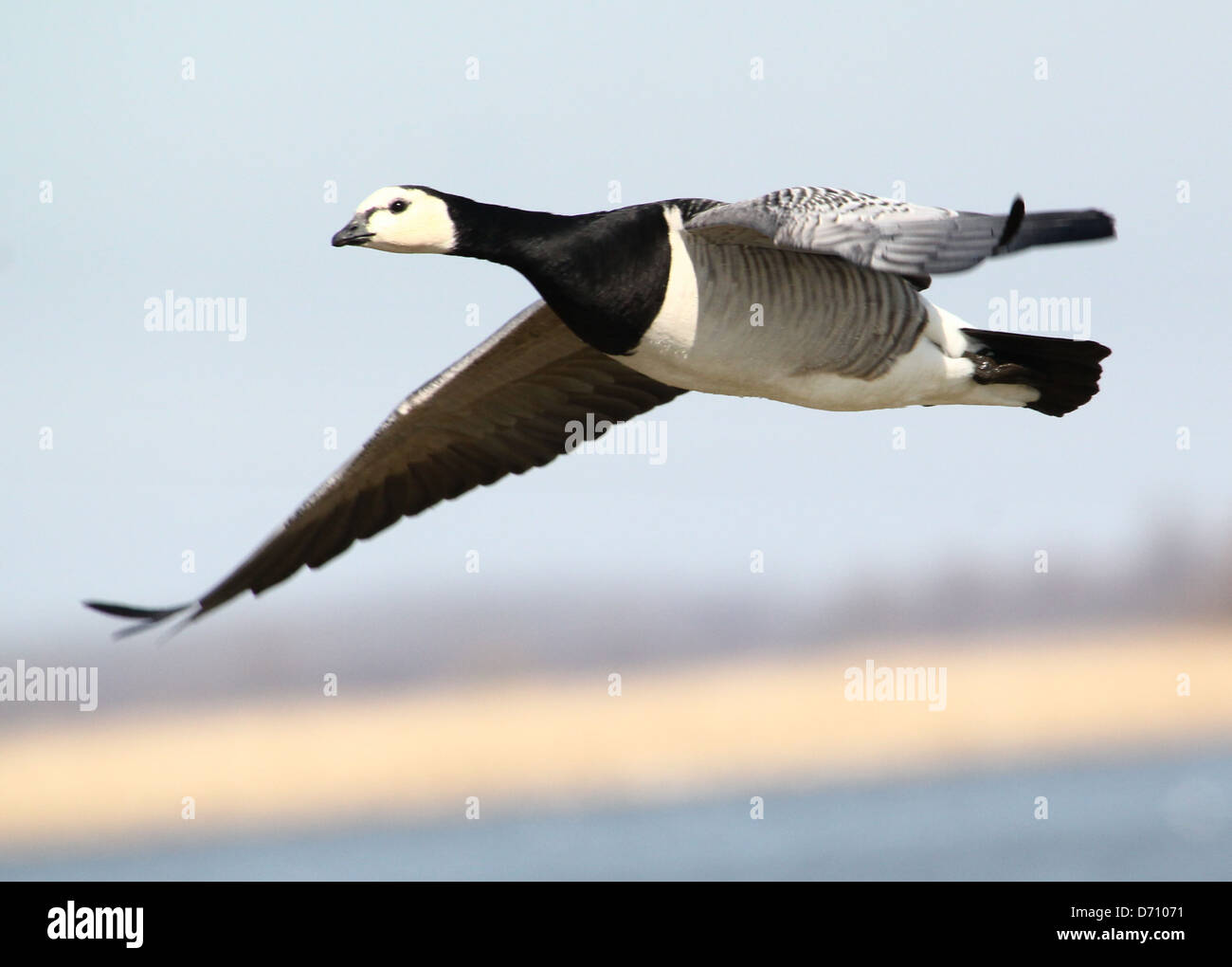 Barnacle Goose (Branta leucopsis) in flight Stock Photo - Alamy