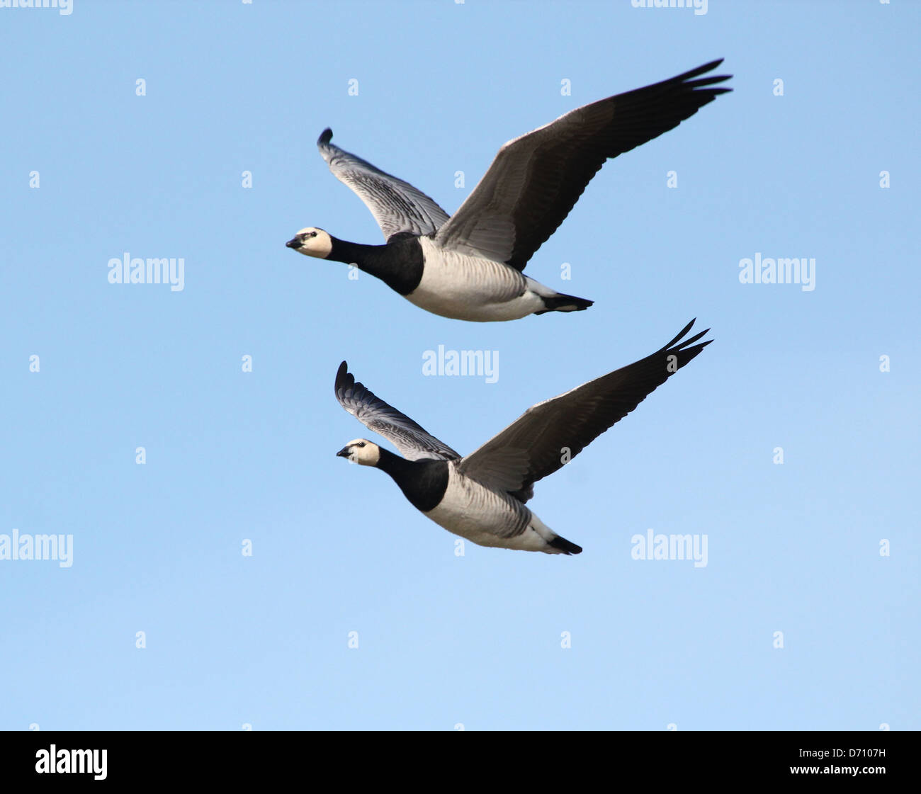 Strong flying geese hi-res stock photography and images - Alamy