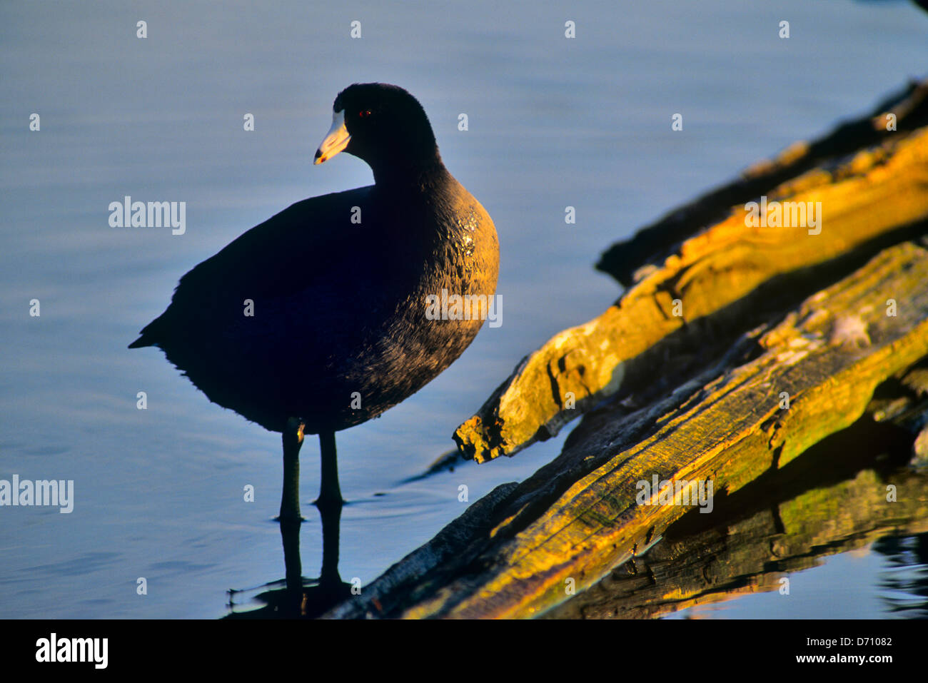 Canada, Vancouver Island, Coot duck in water Stock Photo - Alamy